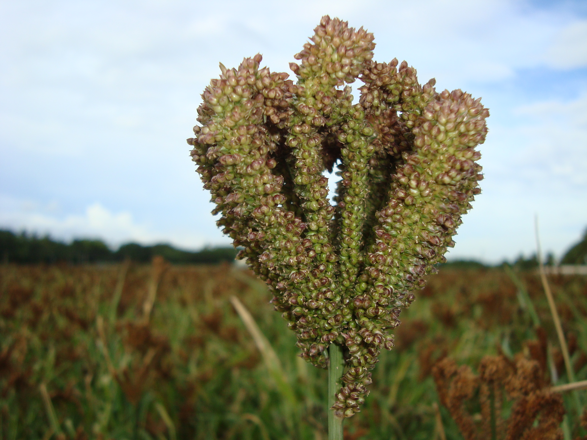 Millet Revival Project: Phase One – Millet Revival Project