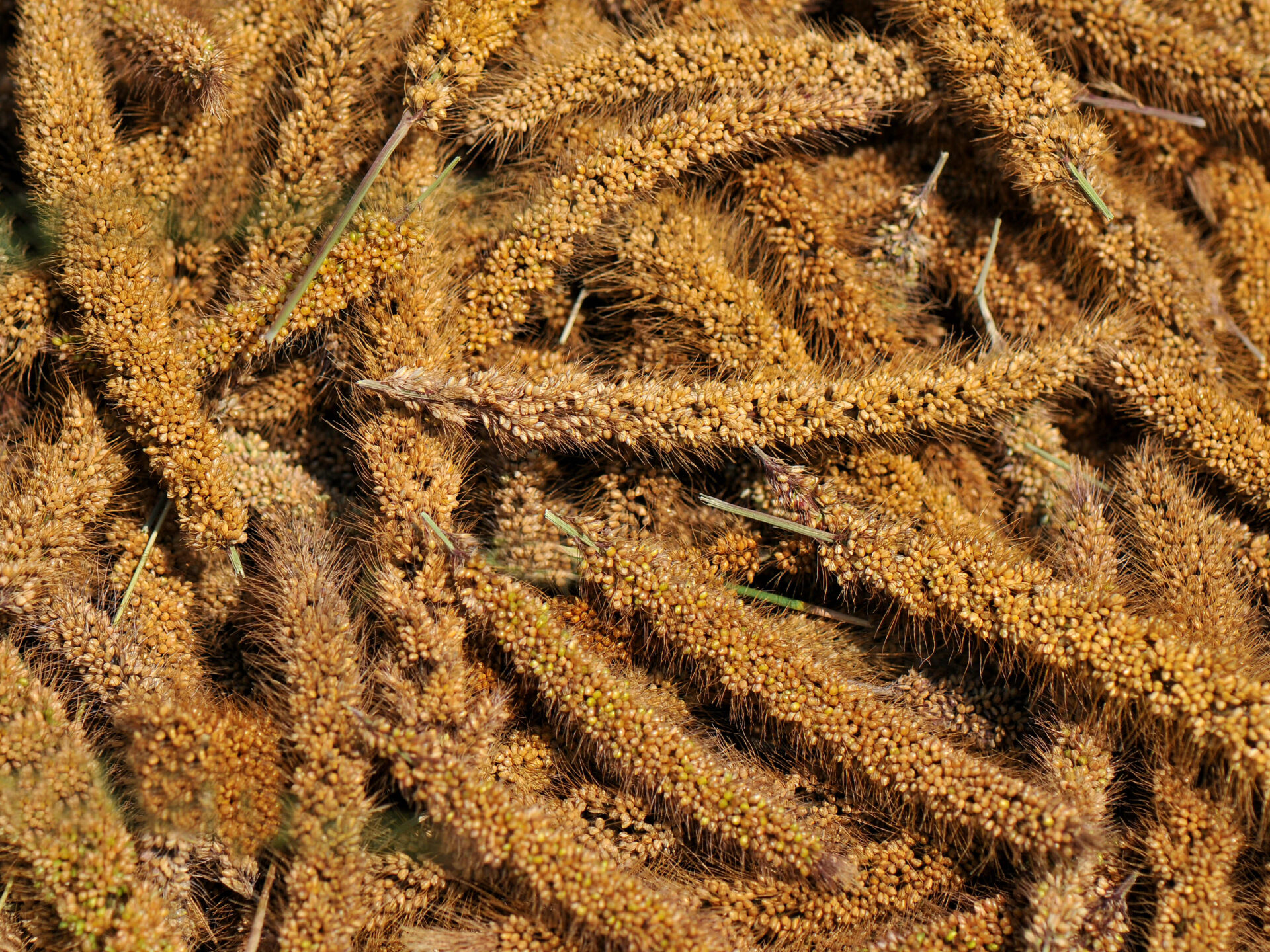 â€˜Odisha Millets Mission is a Peopleâ€™s Programmeâ€™ - Millet Revival ...