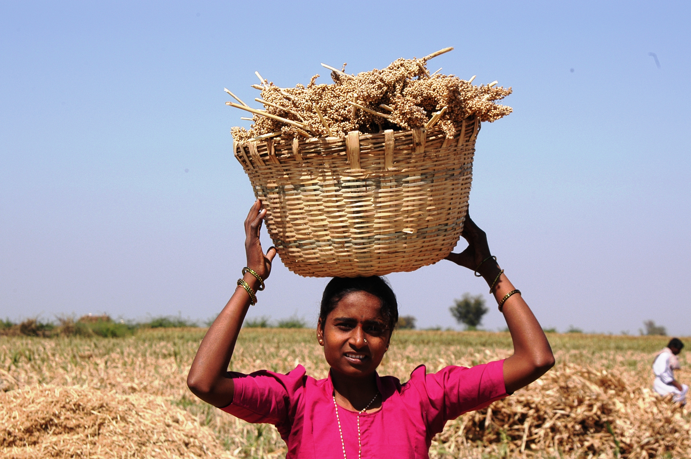About the Millet Revival Project – Millet Revival Project