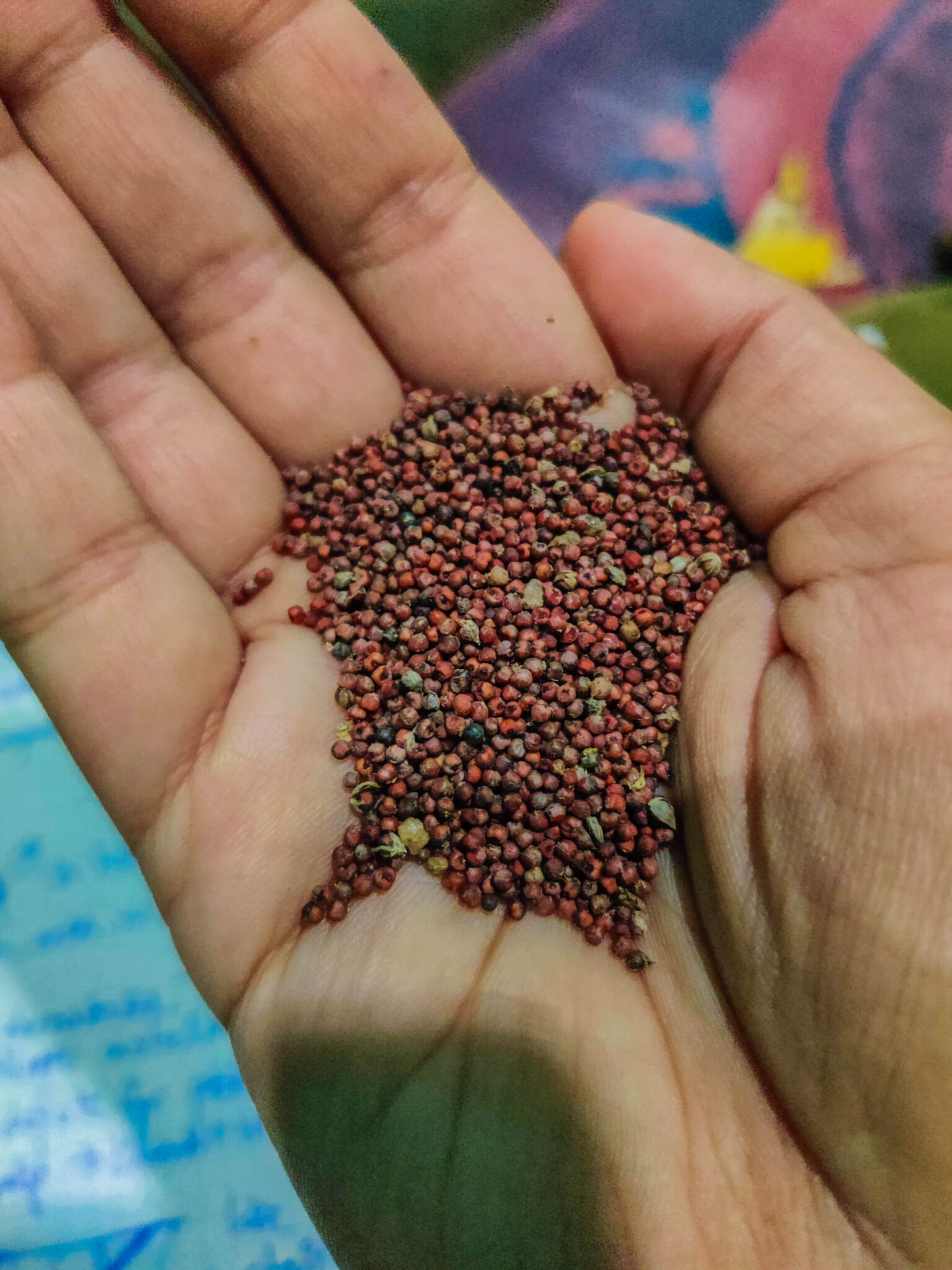 Shared With Elephants: Growing Ragi in Harmony with Local Wildlife ...