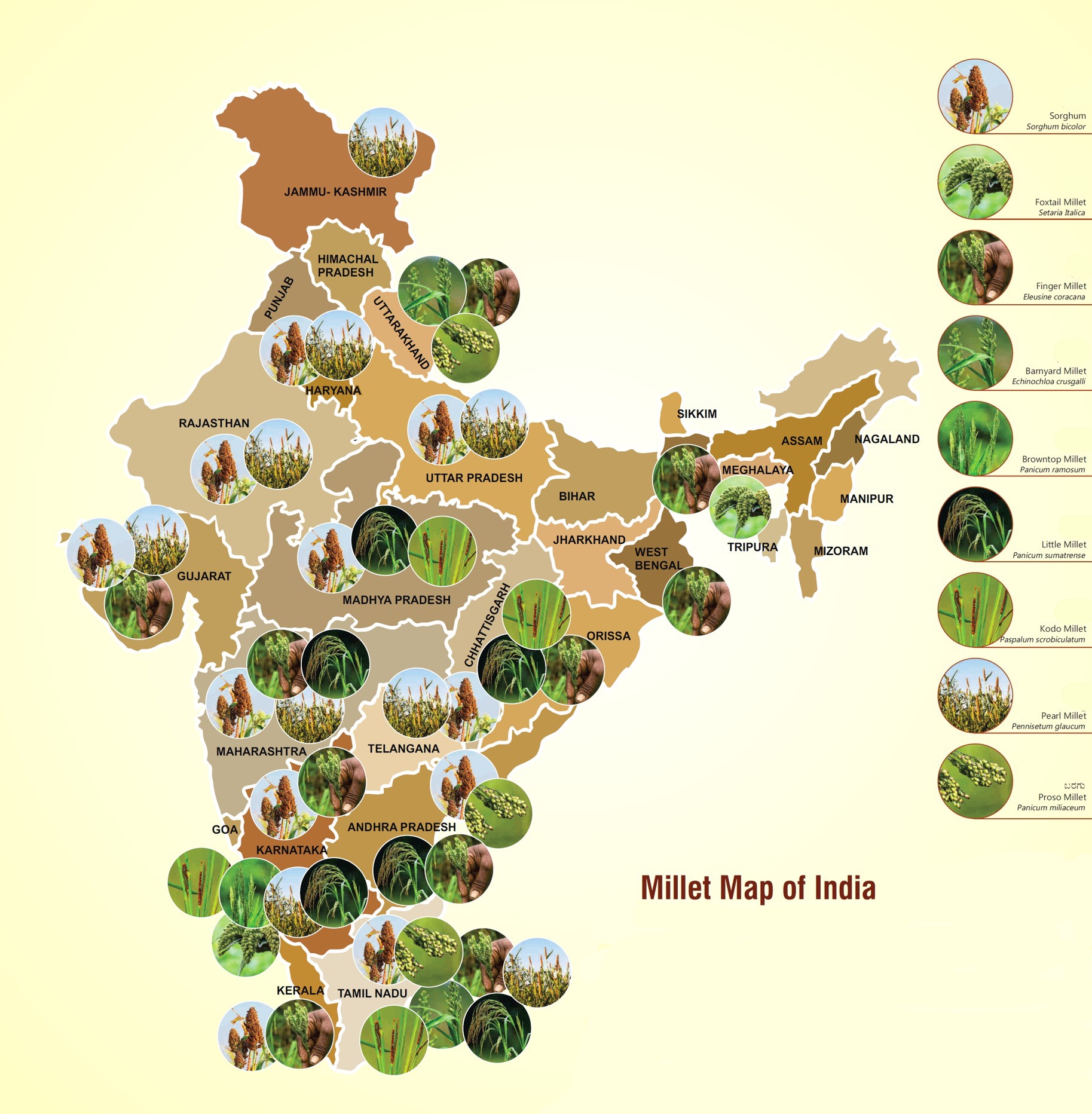 What Can Charred Plant Remains Tell Us About the History of Millet ...