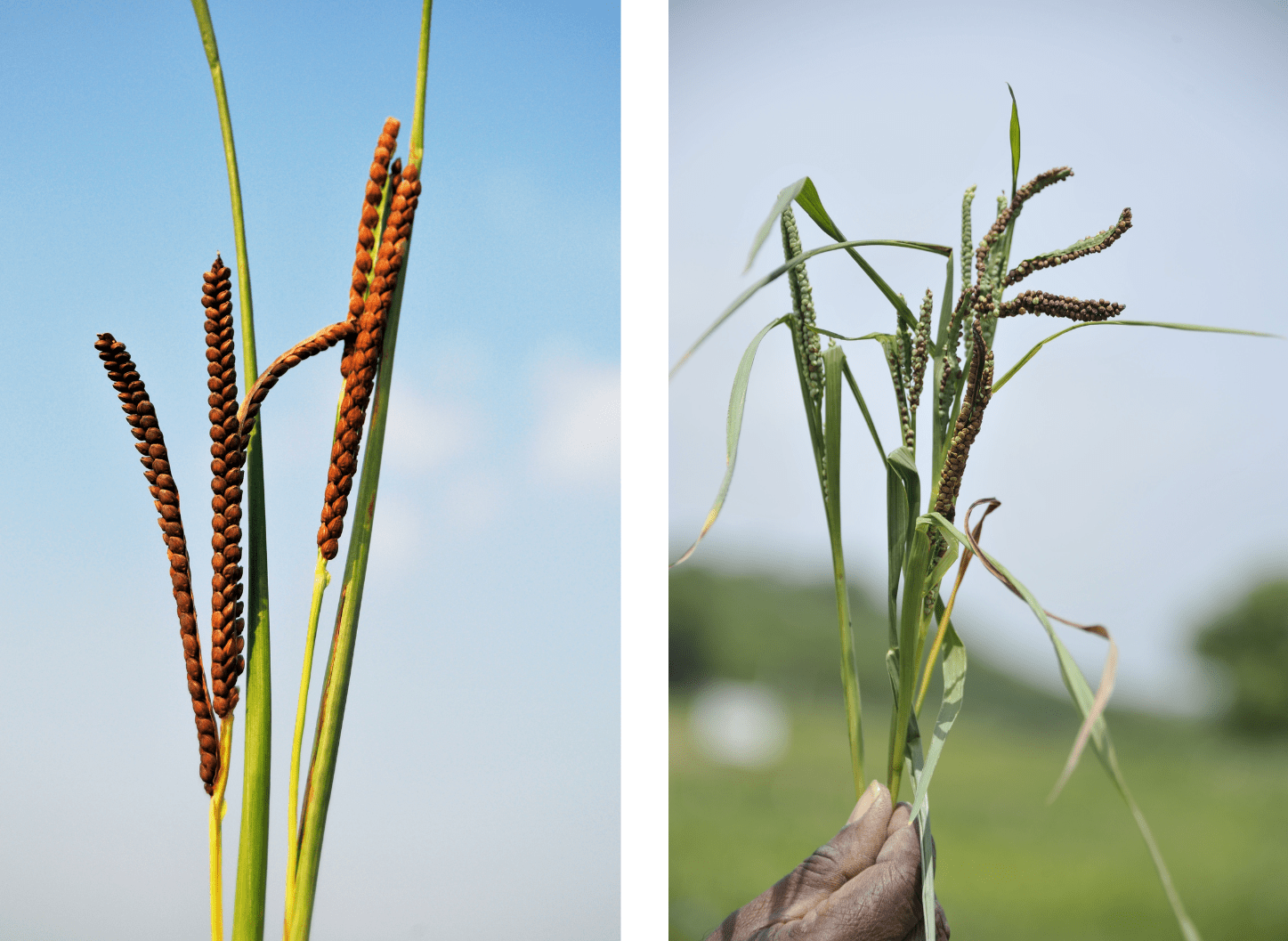 What Can Charred Plant Remains Tell Us About the History of Millet ...