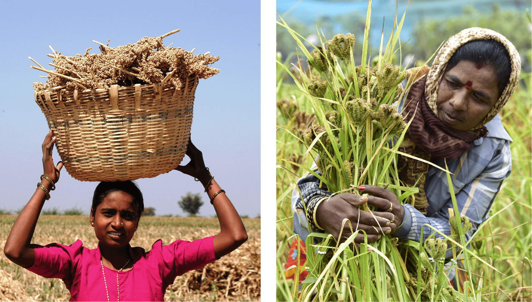 What Can Charred Plant Remains Tell Us About the History of Millet ...