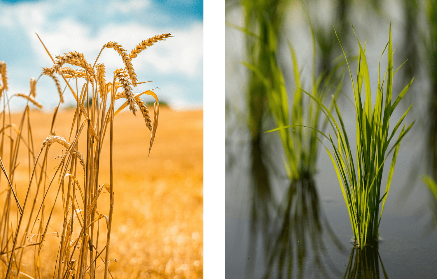 What Can Charred Plant Remains Tell Us About the History of Millet ...
