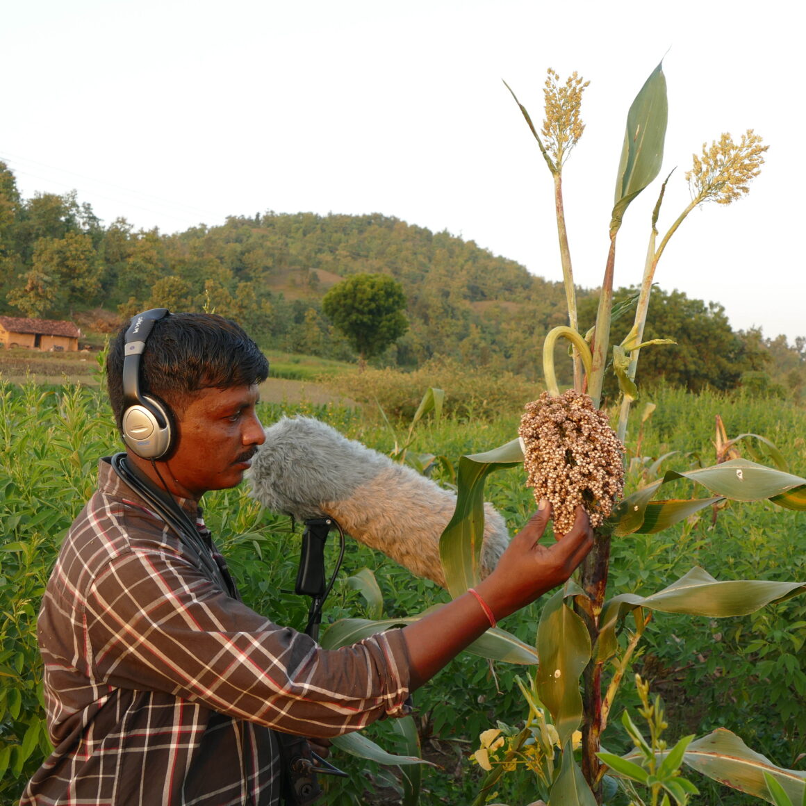 Millet Revival Project - Homepage
