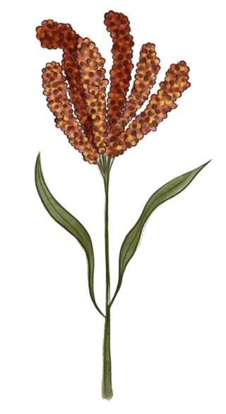 Millet Profiles – Millet Revival Project