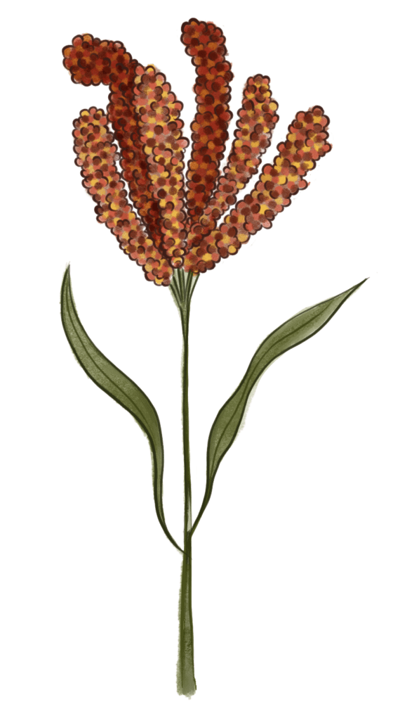 Millet Revival Project