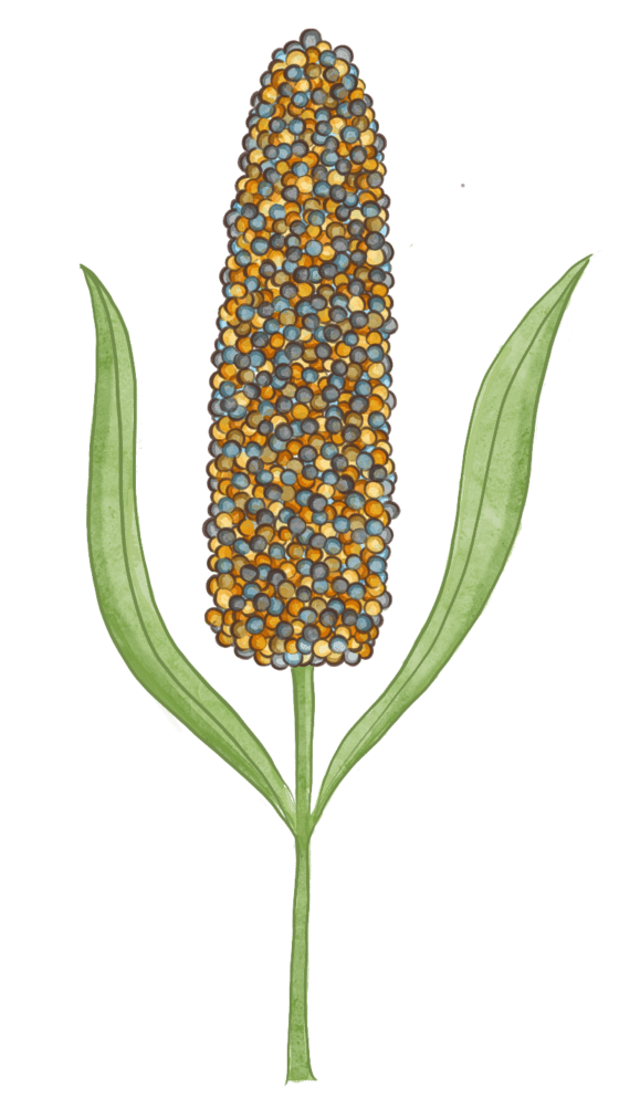 Millet Profiles – Millet Revival Project