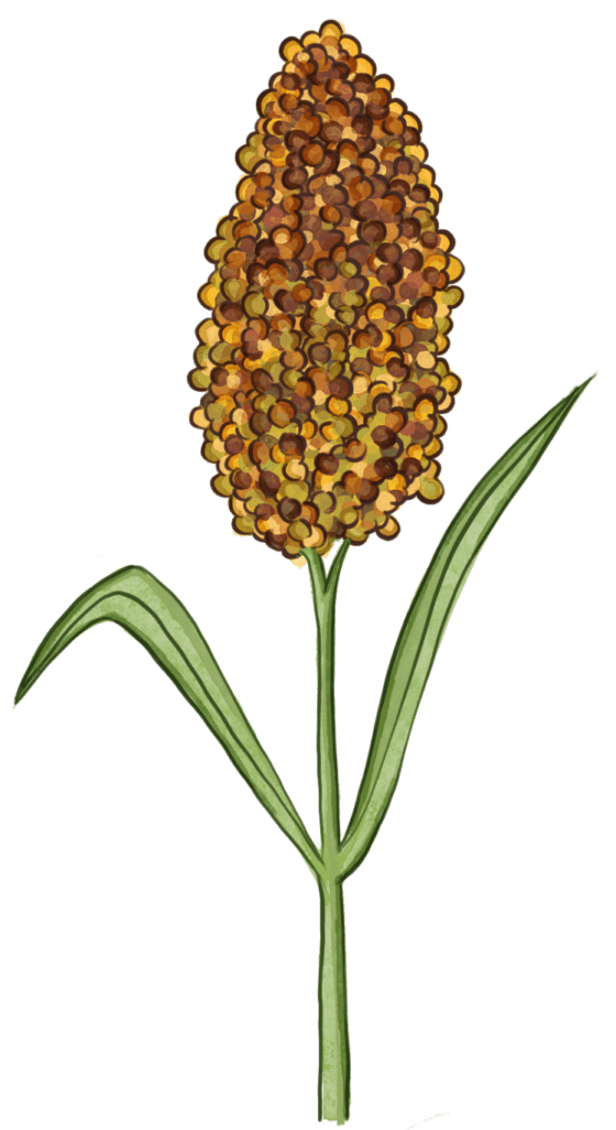 Millet Profiles – Millet Revival Project