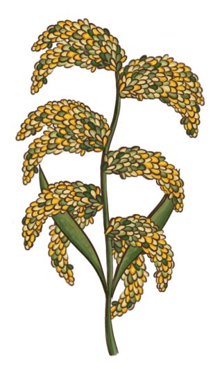 Millet Profiles – Millet Revival Project