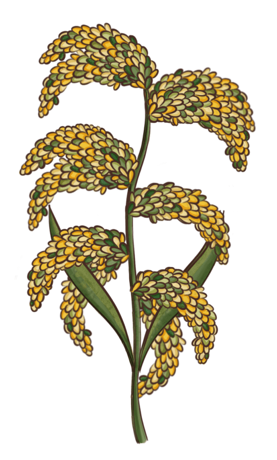 Millet Profiles – Millet Revival Project