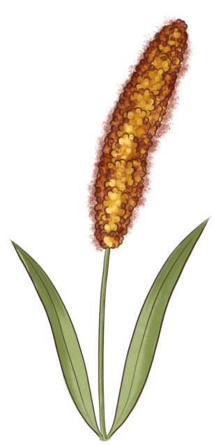 Millet Profiles – Millet Revival Project