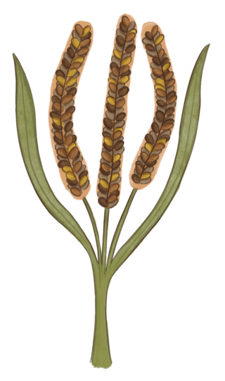 Millet Revival Project