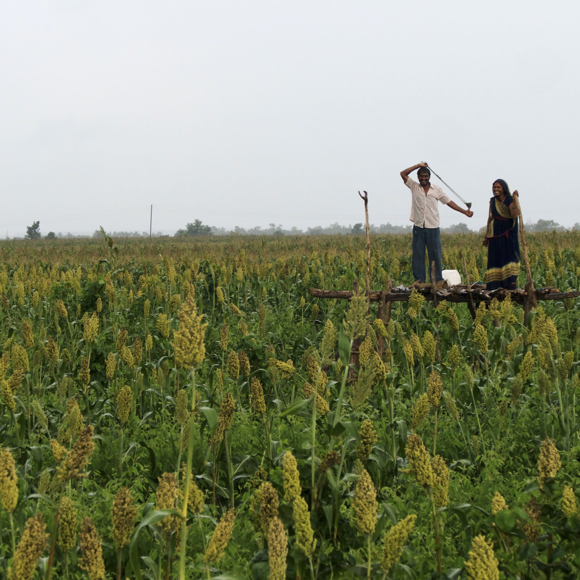 Millet Revival Project