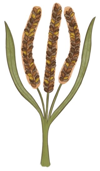 Millet Profiles – Millet Revival Project