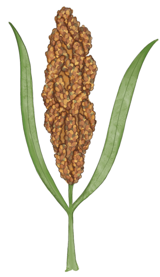 Millet Profiles – Millet Revival Project