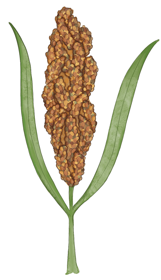 Millet Revival Project