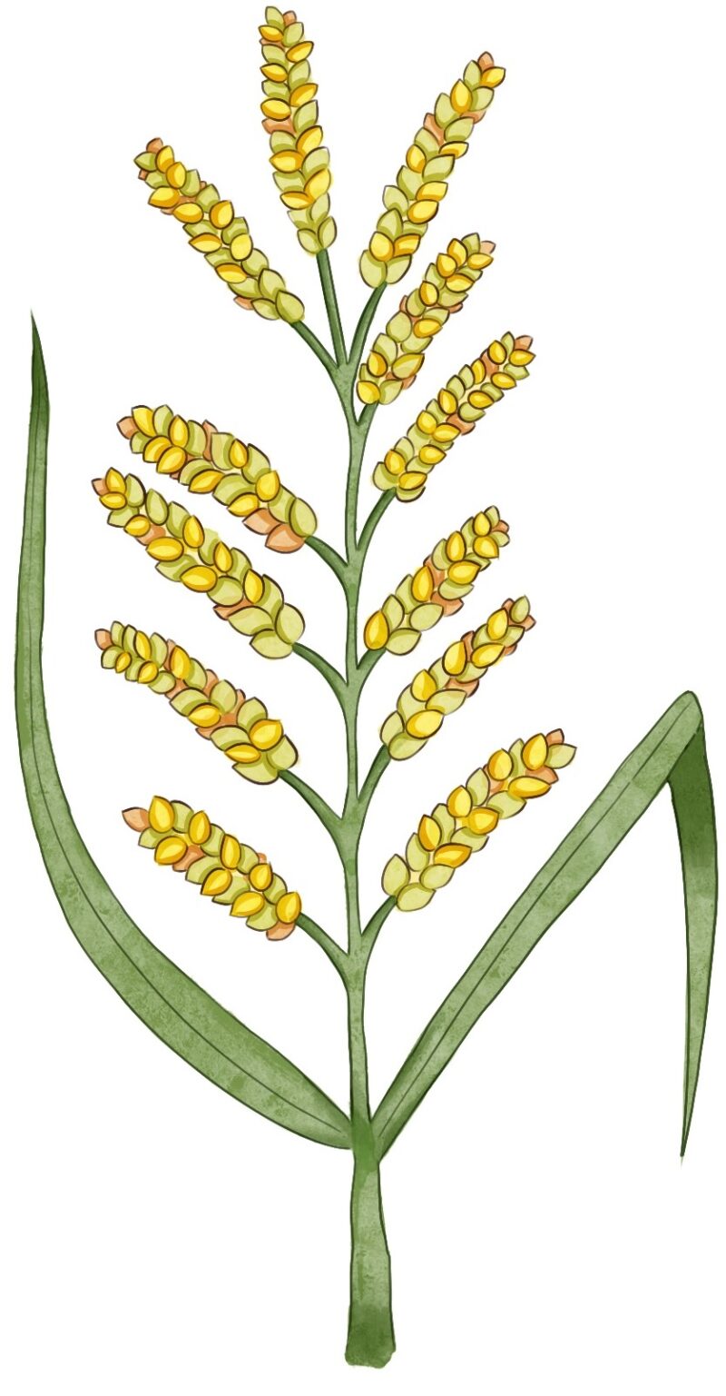 Millet Profiles – Millet Revival Project