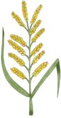 Millet Revival Project