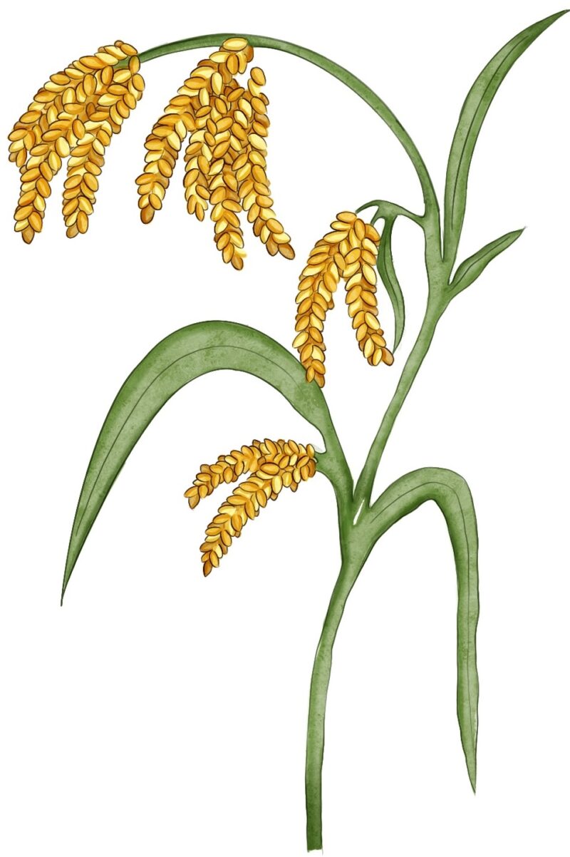 Millet Profiles – Millet Revival Project