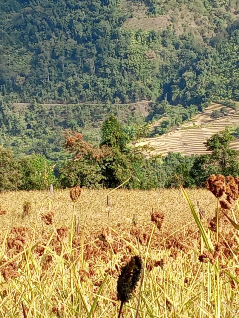 For Arunachal Pradesh’s Adi Pasi Tribe, Reviving Millets Means ...